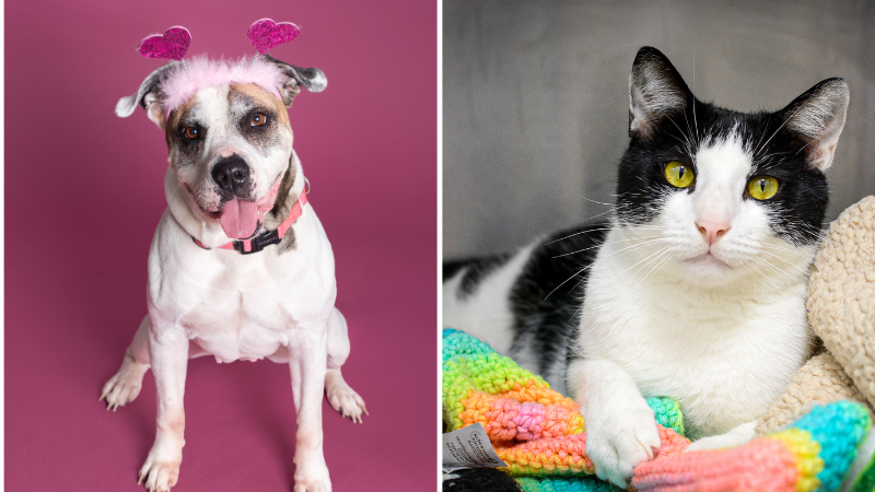 Meet Broward County Animal Care’s Pets Of The Week: Remy And Oreo ...