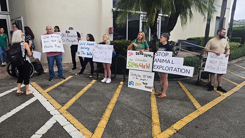 Animal Activists Clash With Margate Supporters Over Proposed Sloth ...